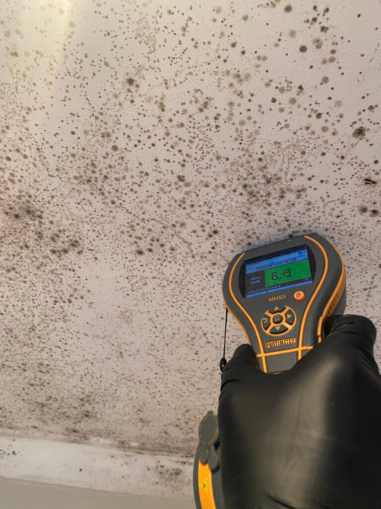 Mould Removal in the Workplace: Addressing Health Concerns