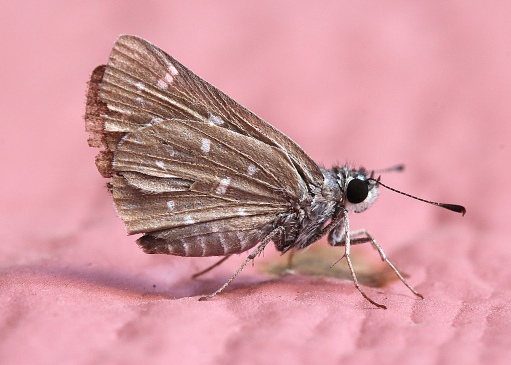 Moth Damage on Rugs | AllAces Cleaning & Restoration