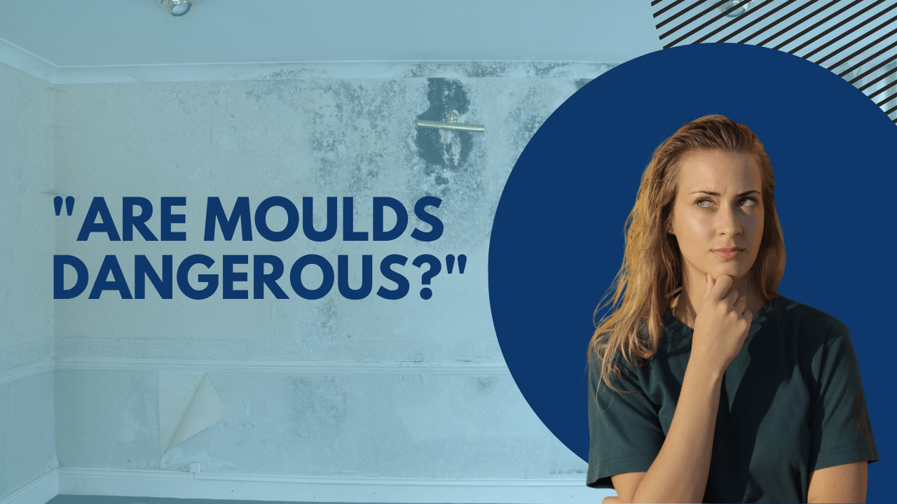 Are Moulds Dangerous? What are the Risks of Mold Exposure? | AllAces