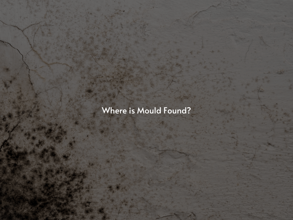 Where is Mould Found Australia? | Home Guide | AllAces