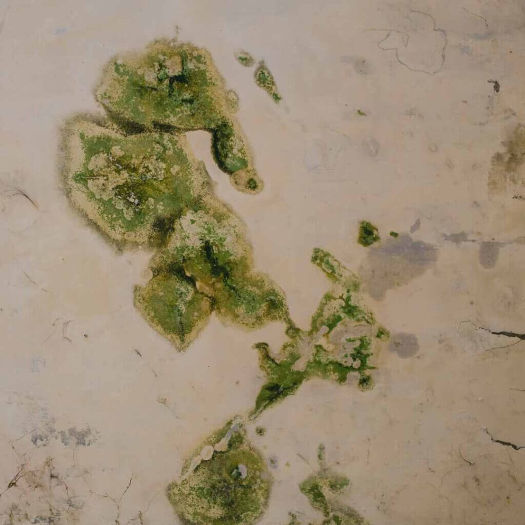 Ceiling Mould Removal: How to Prevent & Remove Mould