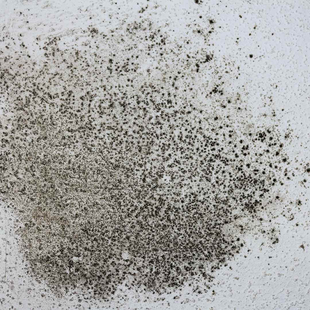 Ceiling Mould Removal: How to Prevent & Remove Mould