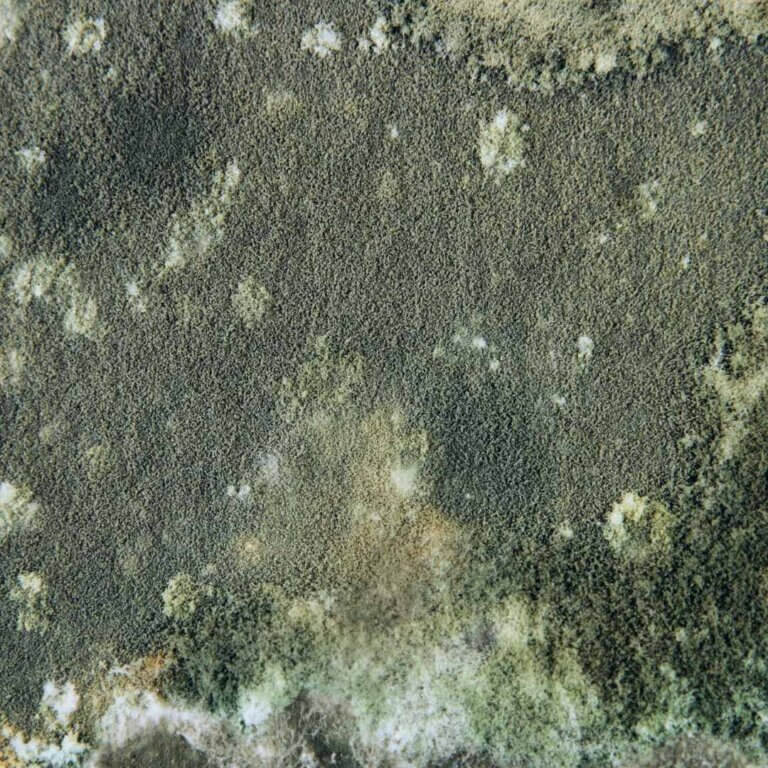 Mould Removal: Identifying Different Types of Mould